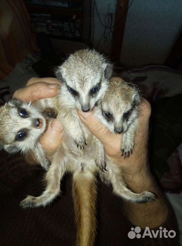 Сурикаты малыши