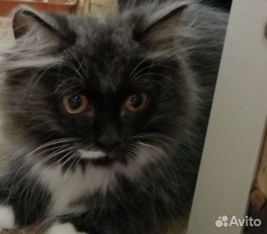 Кошки в добрые руки бесплатно