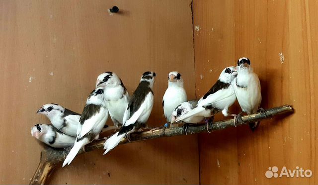 Амадина Японская