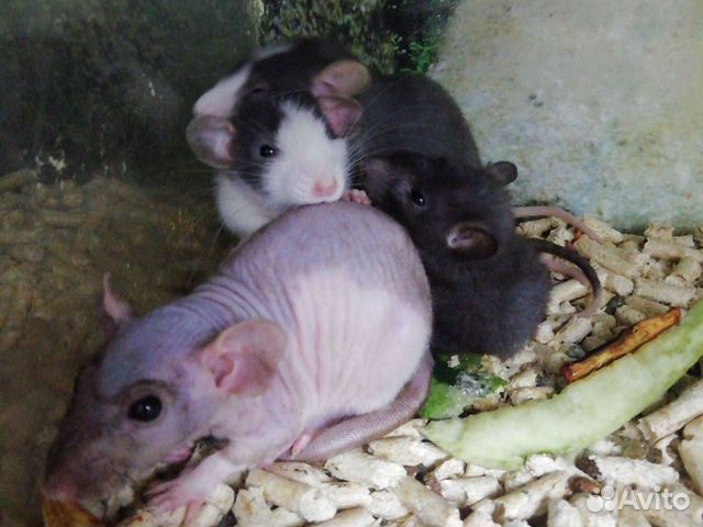 Декоративная крыса