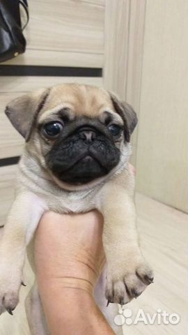 Щенки мопса