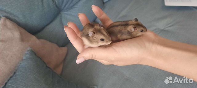 Джунгарский хомяк бесплатно