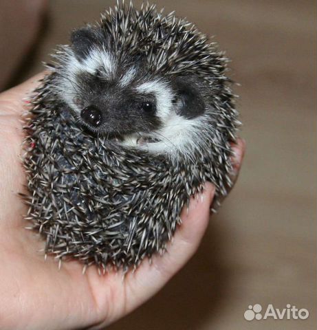 Африканский ежик