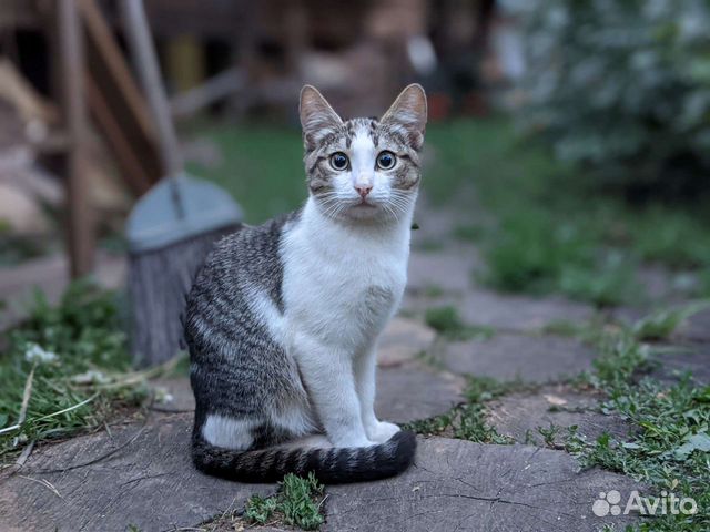 Кот мыше-крысолов ищет дом