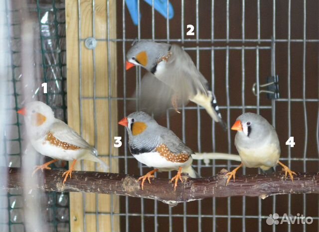 Зебровые амадины