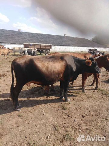 Продаются коровы