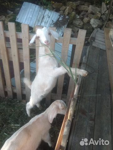 Козлята англонубийские