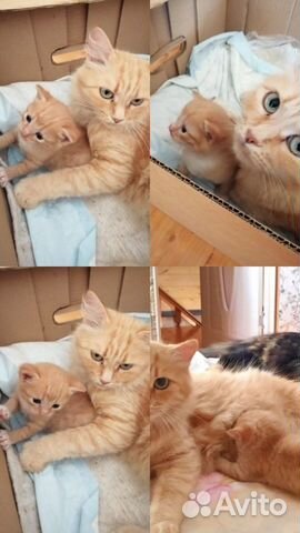 Котенок в добрые руки