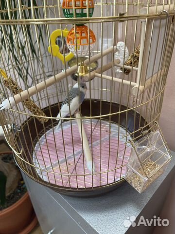 Волнистый попугай