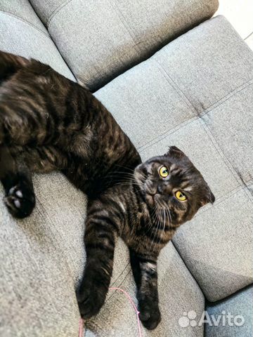 Шотландский кот вязка