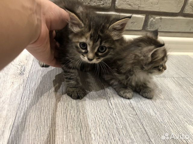 Сибирские котята