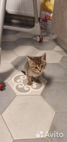 Котенок в добрые руки