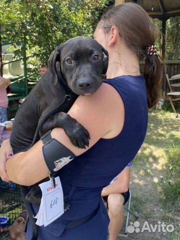 Щенок питбуля