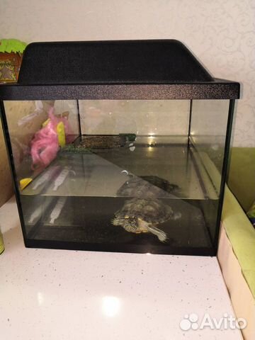 Красноухая черепаха с аквариумом