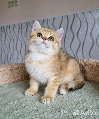 Сладкая золотая девочка