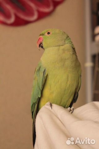 Ожереловый попугай