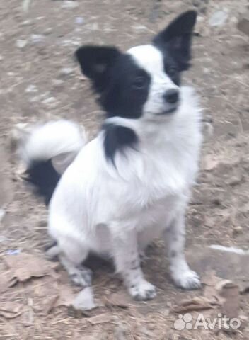 Шпиц и чишка