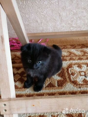 Вислоухий котик