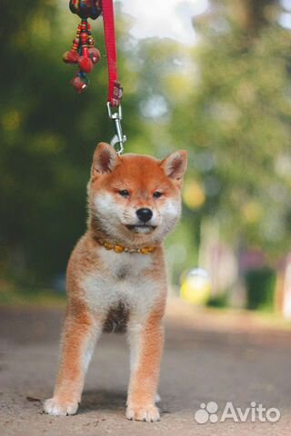 Сиба-ину мальчик