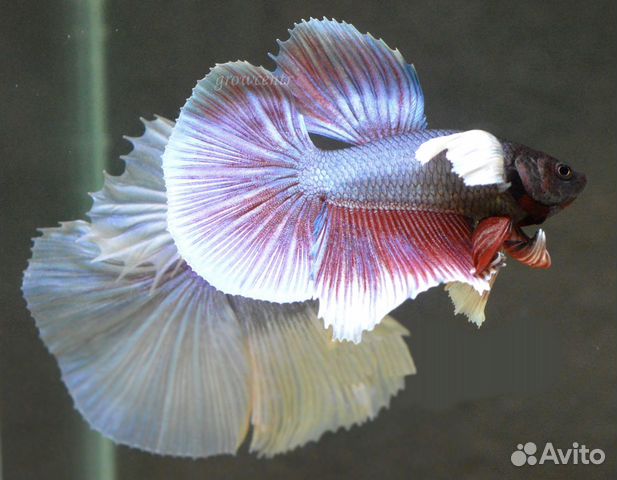 Петушки самцы дамбо