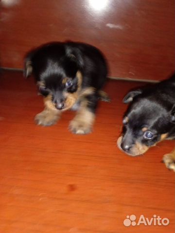 Йоркширский терьер