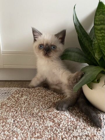 Котенок экзотический