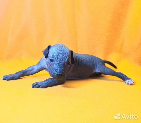 Щенки ксолоитцкуинтли