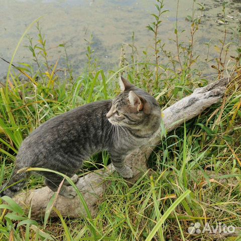 Котик 1,3 года тихоня