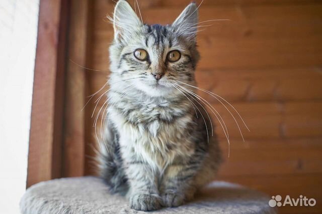 Котенок в добрые руки