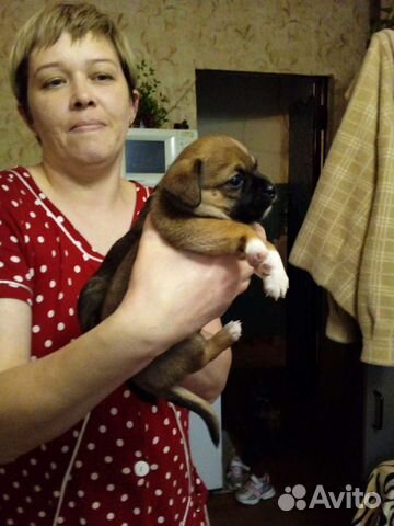 Карликовый пинчер