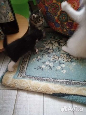 Котята