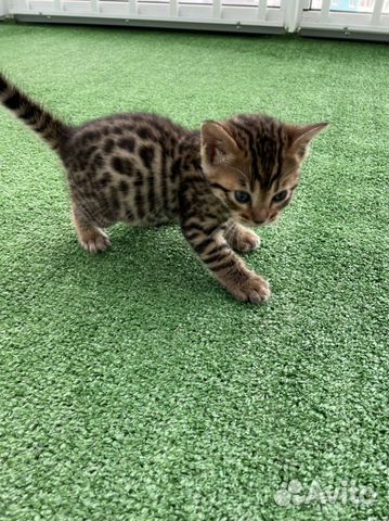 Бенгальские котята