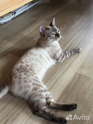 Котенок кошечка бенгальская линкс