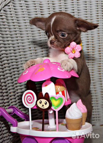 Шоколадная неженка