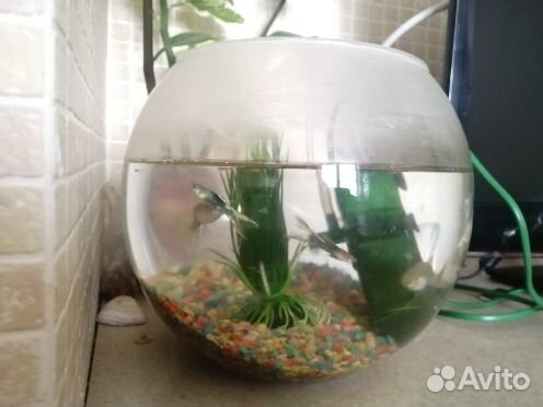 Аквариум с рыбками