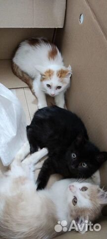 Котята