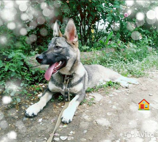 Мини овчарик