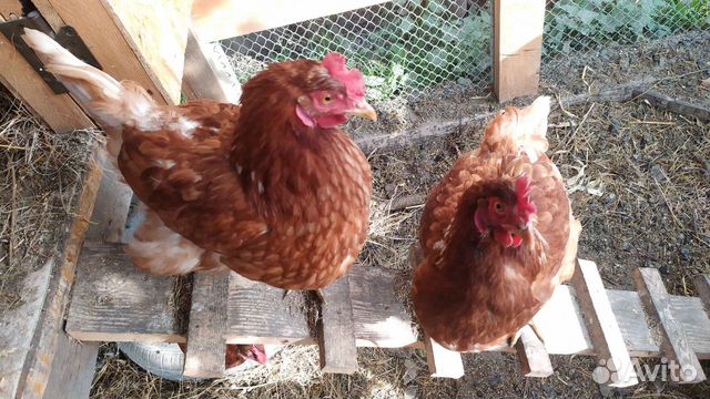 Куры несушки ломан браун