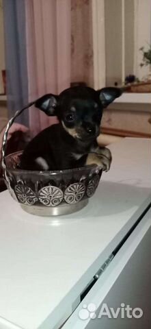 Мини той-терьер