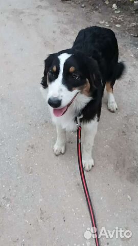 Австралийская Авчарка