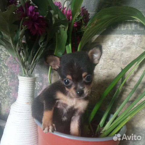 Чихуахуа мини девочка