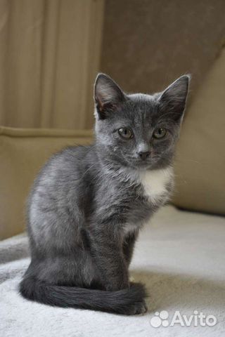 Котенок, кошечка