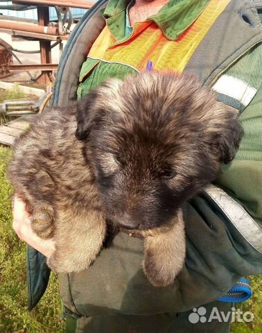 Щеночки мальчишки в добрые руки