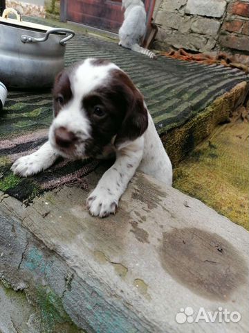 Собака в добрые руки щенок