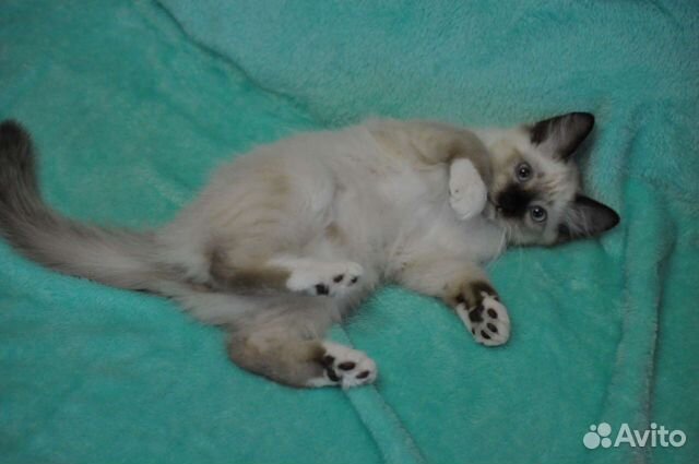 Котята Рэгдолл