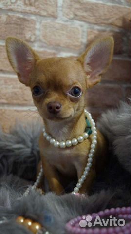 Чихуахуа, щенок 3 мес