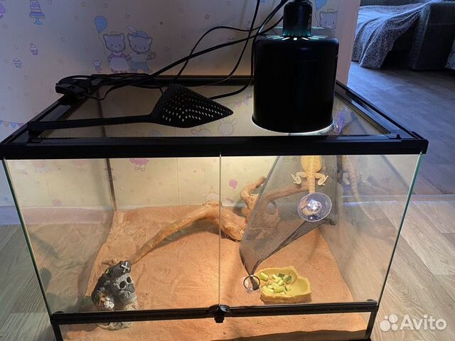 Бородатая агама