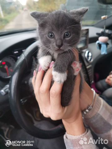 Котенок серый