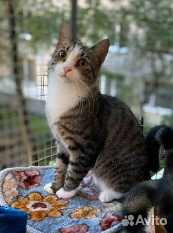 Кошечка Джулия в добрые руки