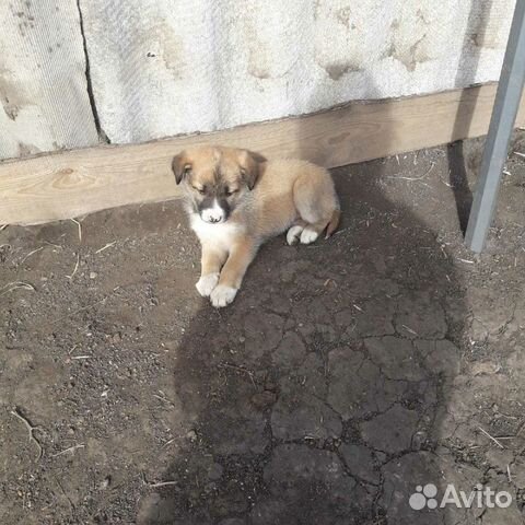 Отдам бесплатно щенки